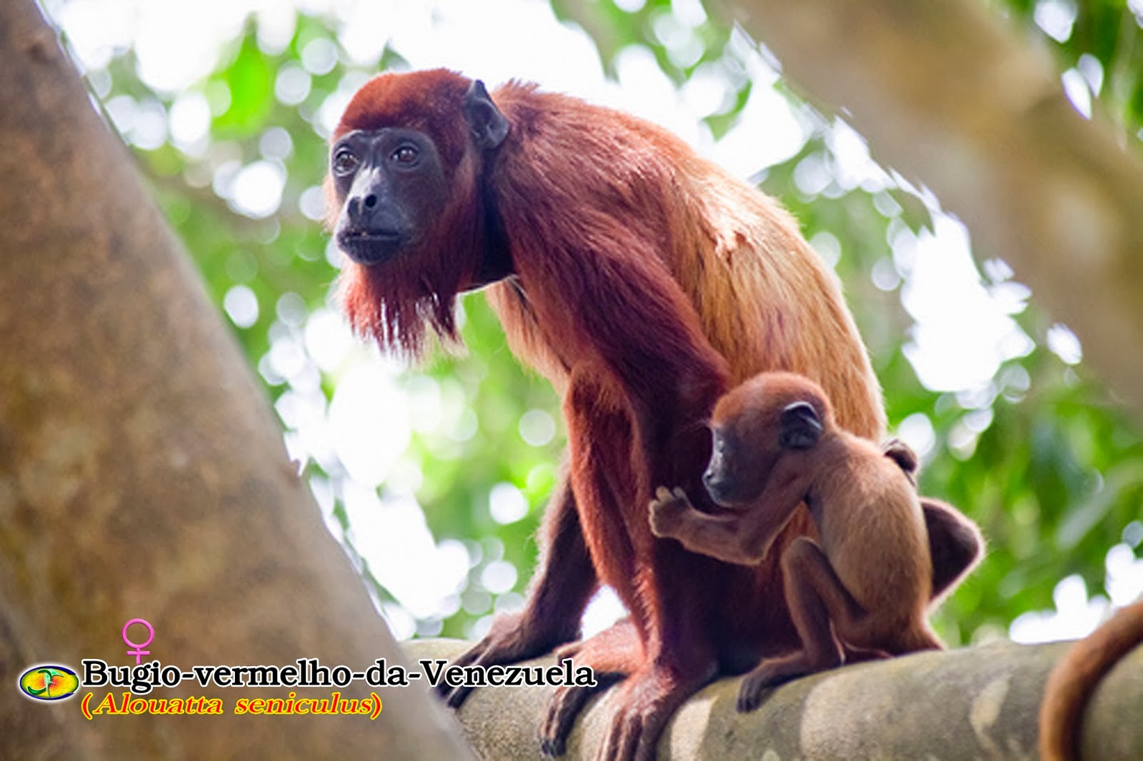 Zoologia: Bugio-vermelho-da-venezuela (Alouatta seniculus)